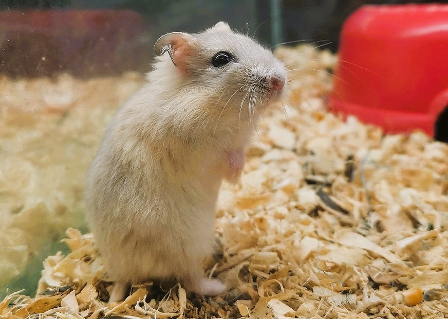 About WikiHamster - Wiki Hamster